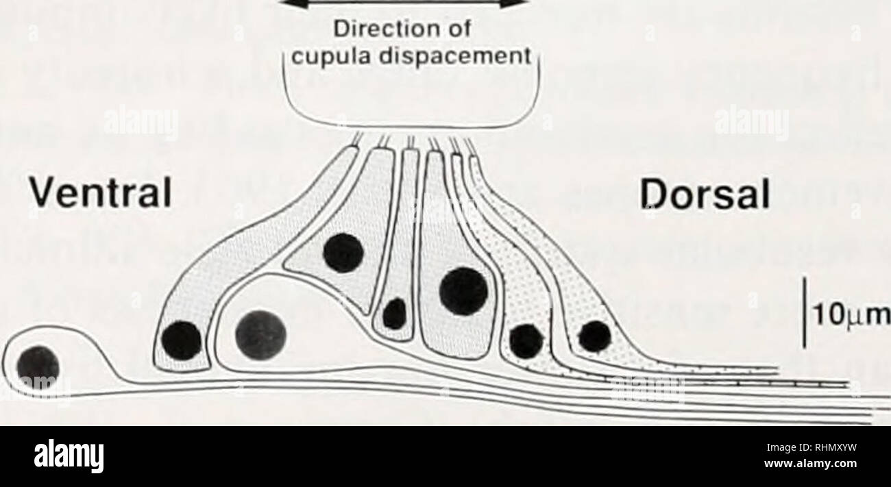 . The Biological bulletin. Biology; Zoology; Biology; Marine Biology ...