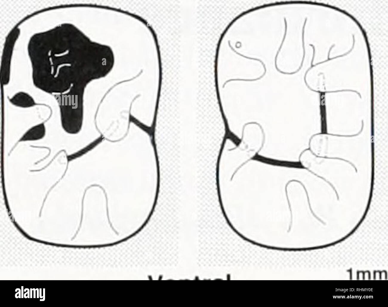 . The Biological bulletin. Biology; Zoology; Biology; Marine Biology. B ...