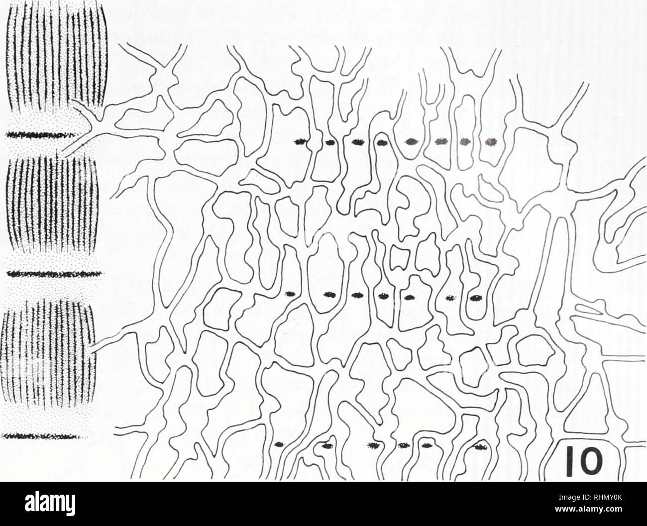 . The Biological bulletin. Biology; Zoology; Biology; Marine Biology ...