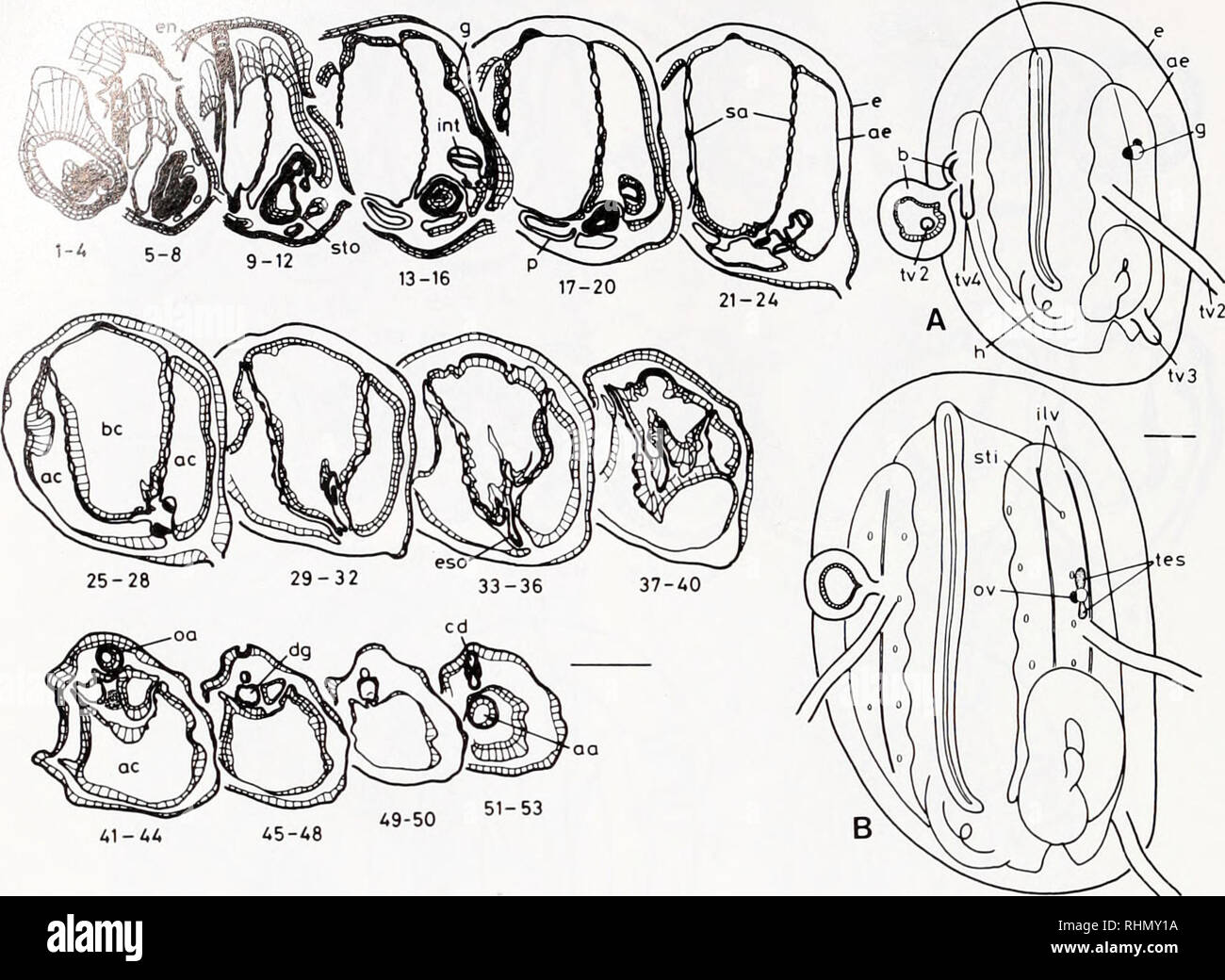 . The Biological bulletin. Biology; Zoology; Biology; Marine Biology ...