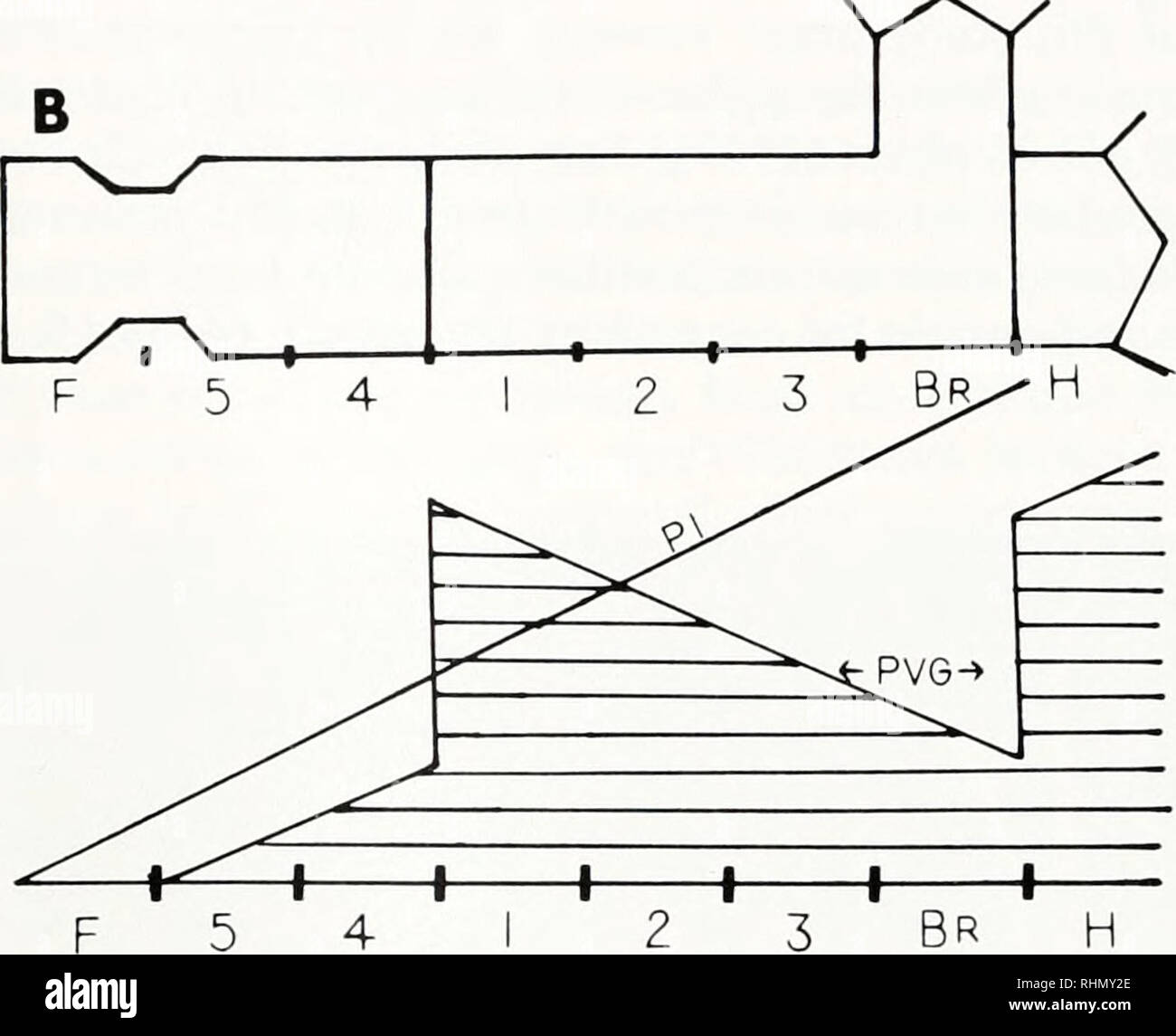 . The Biological bulletin. Biology; Zoology; Biology; Marine Biology ...