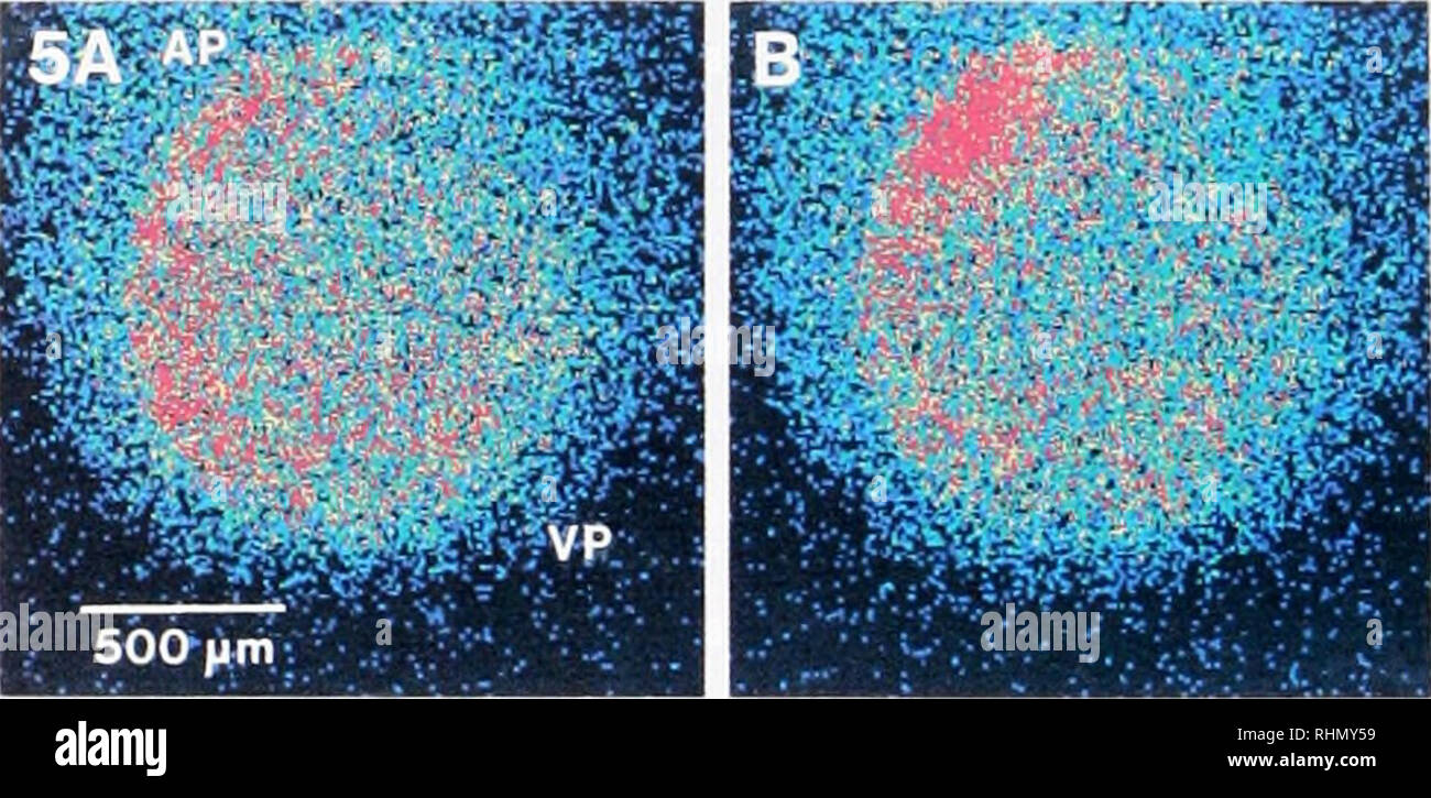 . The Biological bulletin. Biology; Zoology; Biology; Marine Biology ...