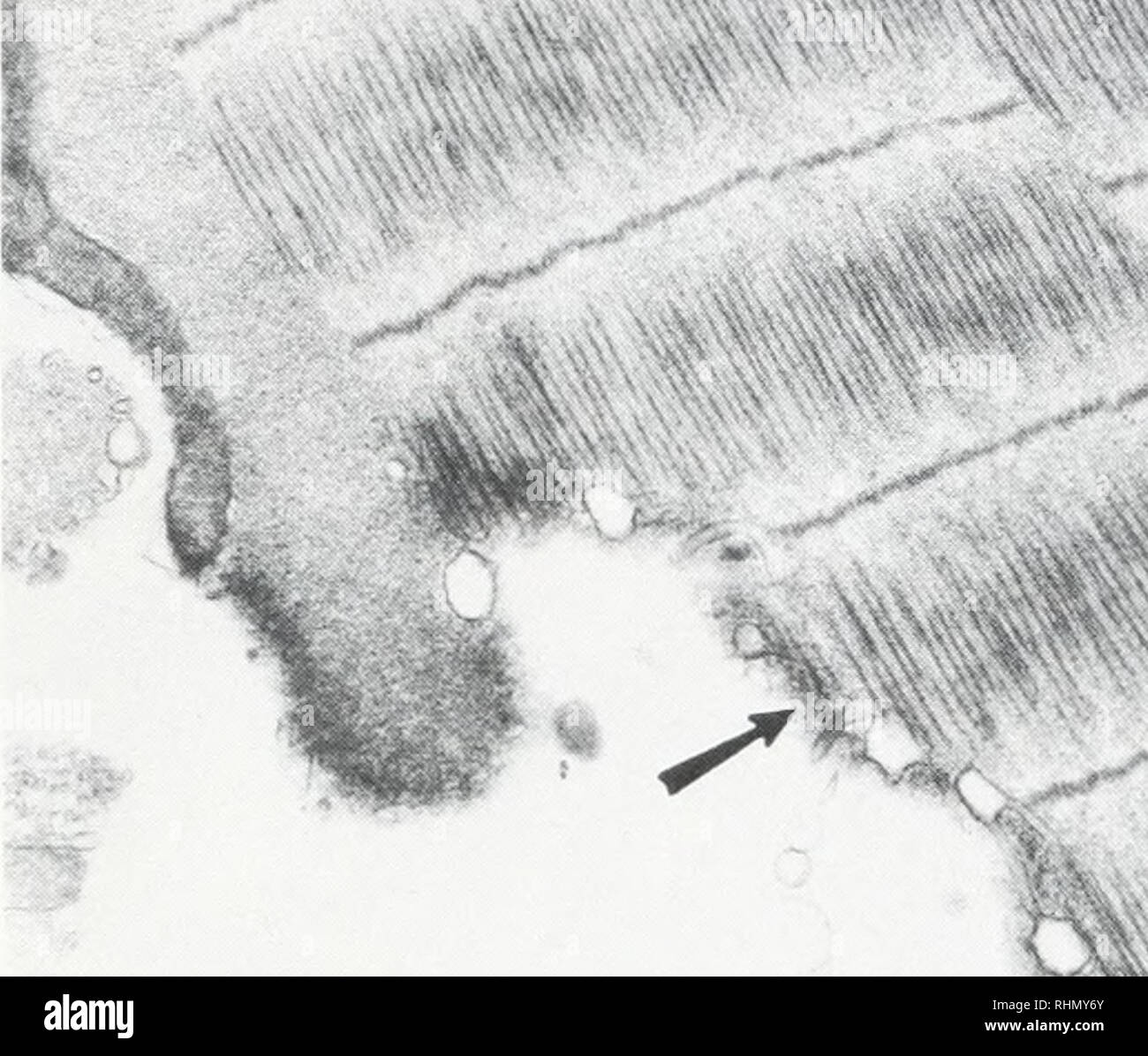 . The Biological bulletin. Biology; Zoology; Biology; Marine Biology ...