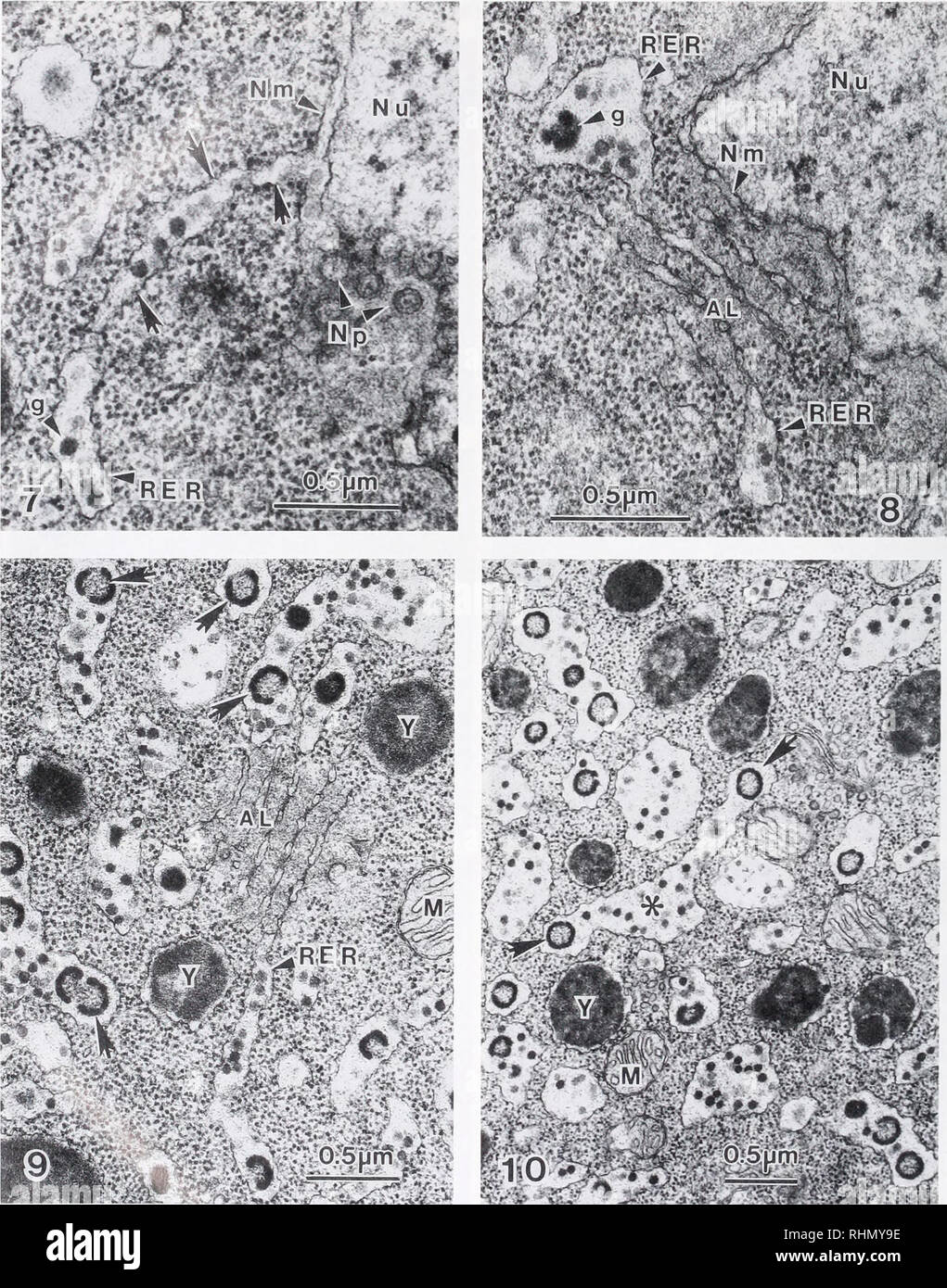 Nuclear envelope with pores hi-res stock photography and images - Alamy