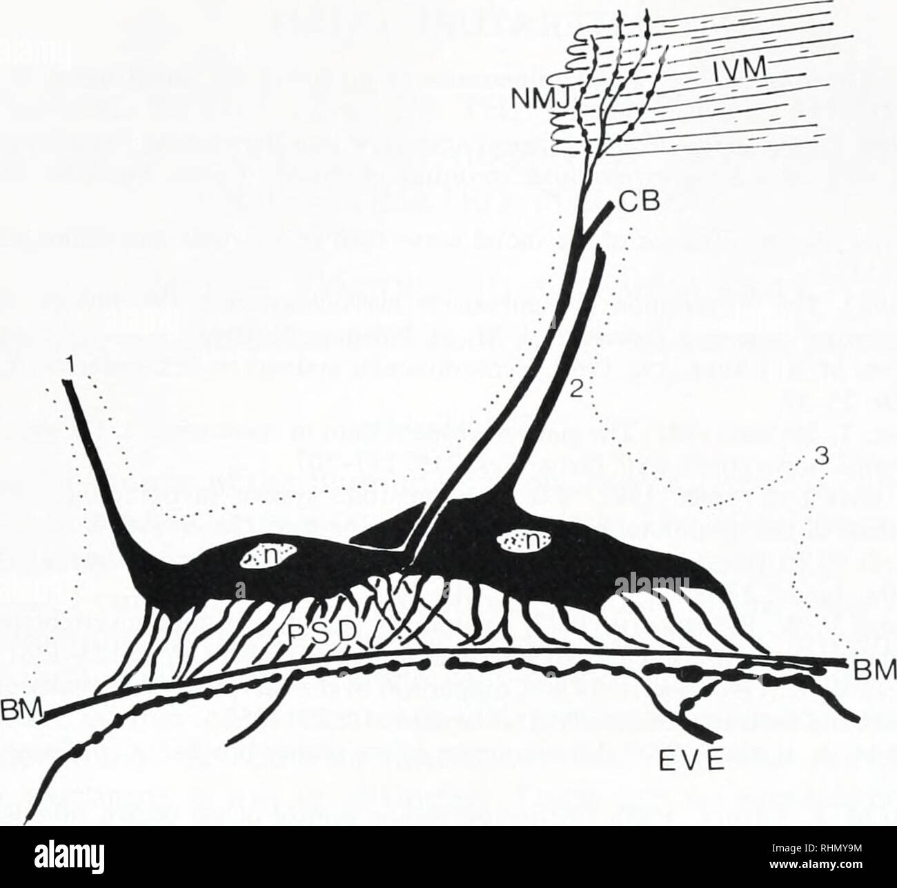 . The Biological bulletin. Biology; Zoology; Biology; Marine Biology ...