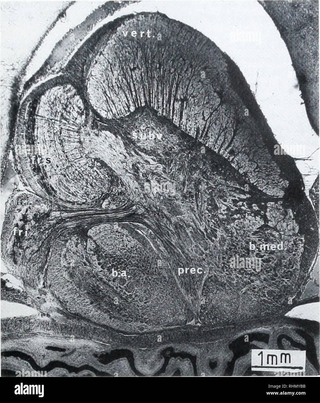 . The Biological bulletin. Biology; Zoology; Biology; Marine Biology ...