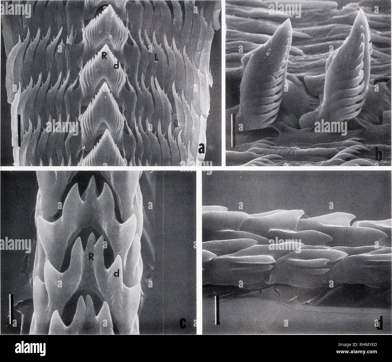 . The Biological bulletin. Biology; Zoology; Biology; Marine Biology ...