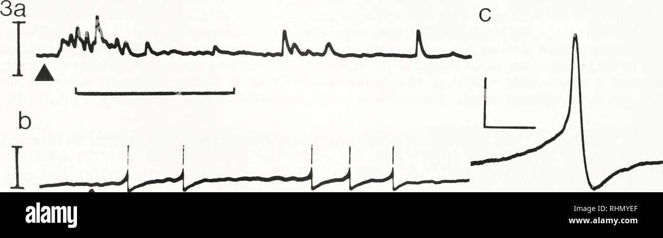 . The Biological bulletin. Biology; Zoology; Biology; Marine Biology. g ...