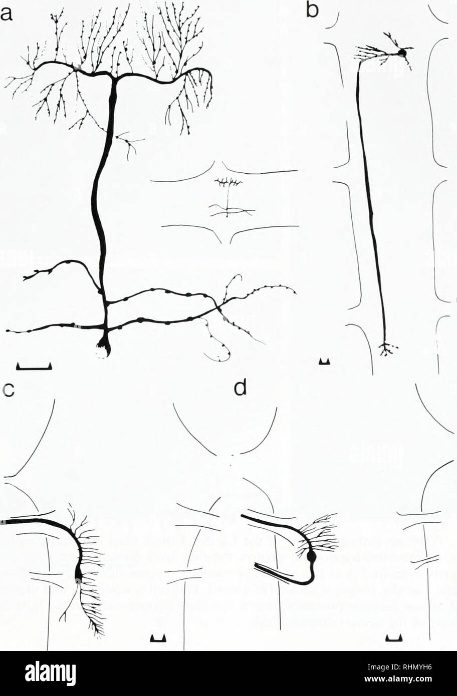 . The Biological bulletin. Biology; Zoology; Biology; Marine Biology ...