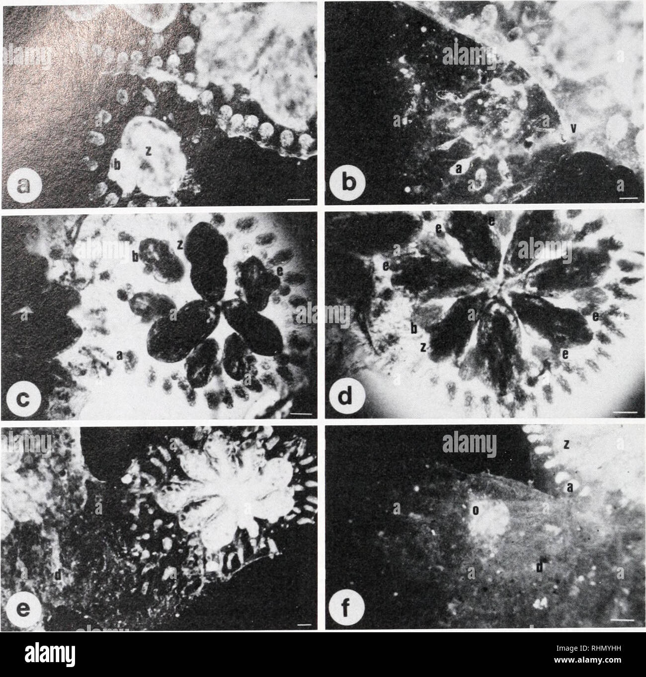 Picture taken from underneath hi-res stock photography and images - Alamy