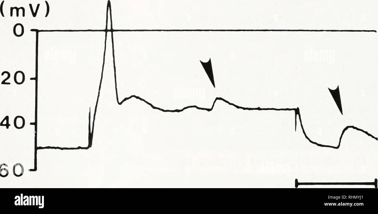 . The Biological bulletin. Biology; Zoology; Biology; Marine Biology ...