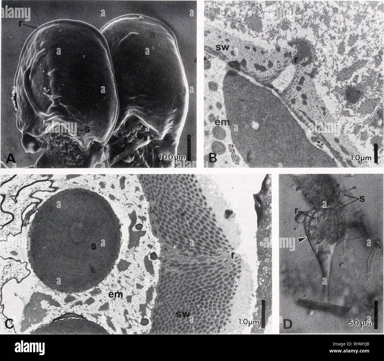 . The Biological bulletin. Biology; Zoology; Biology; Marine Biology ...