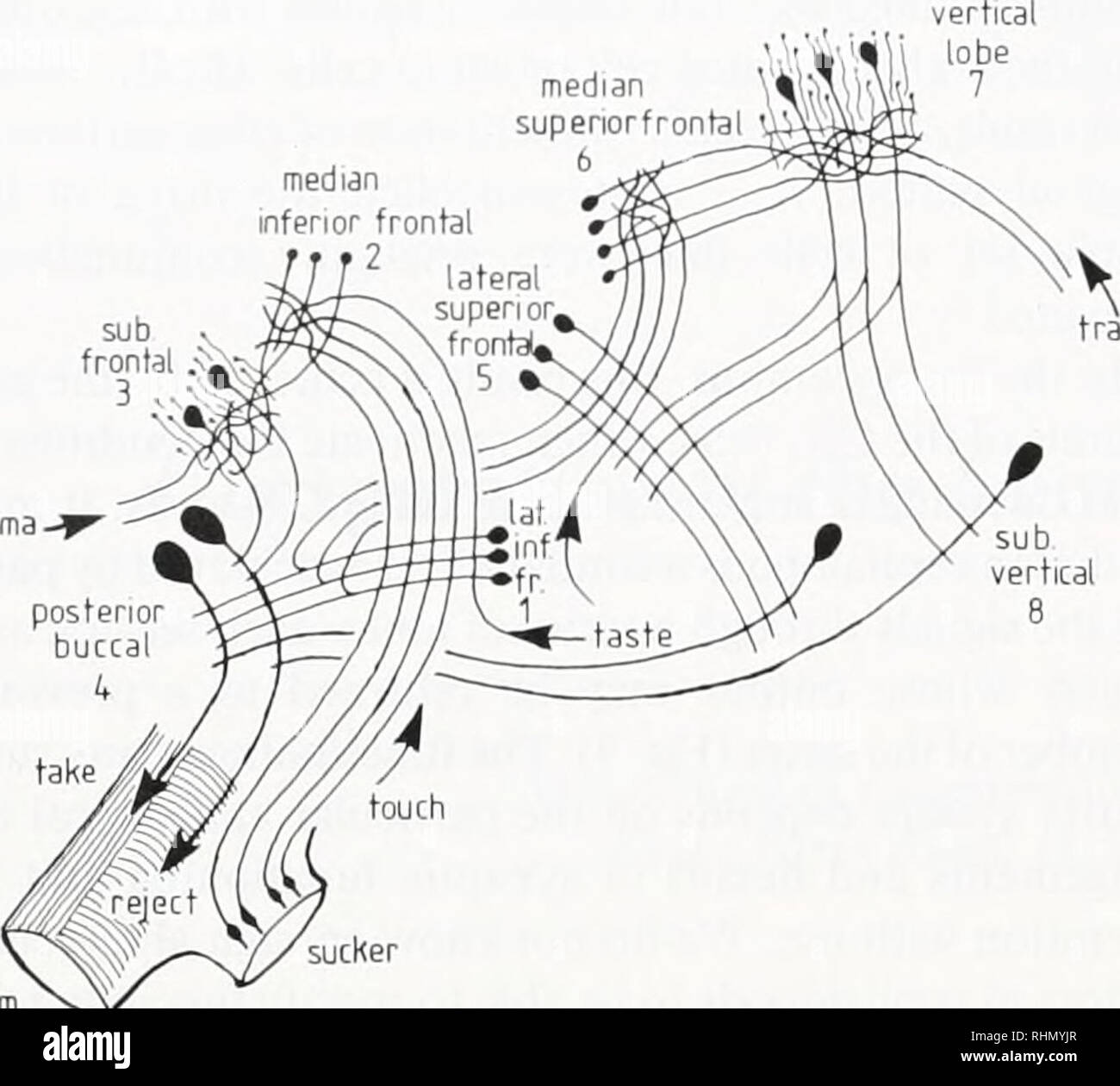 Octopus Nervous System Diagram