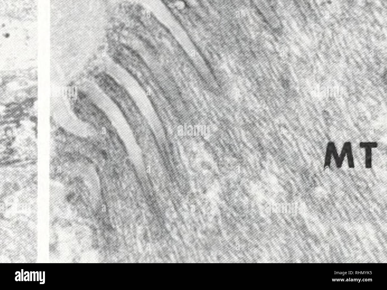 . The Biological bulletin. Biology; Zoology; Biology; Marine Biology. B ...