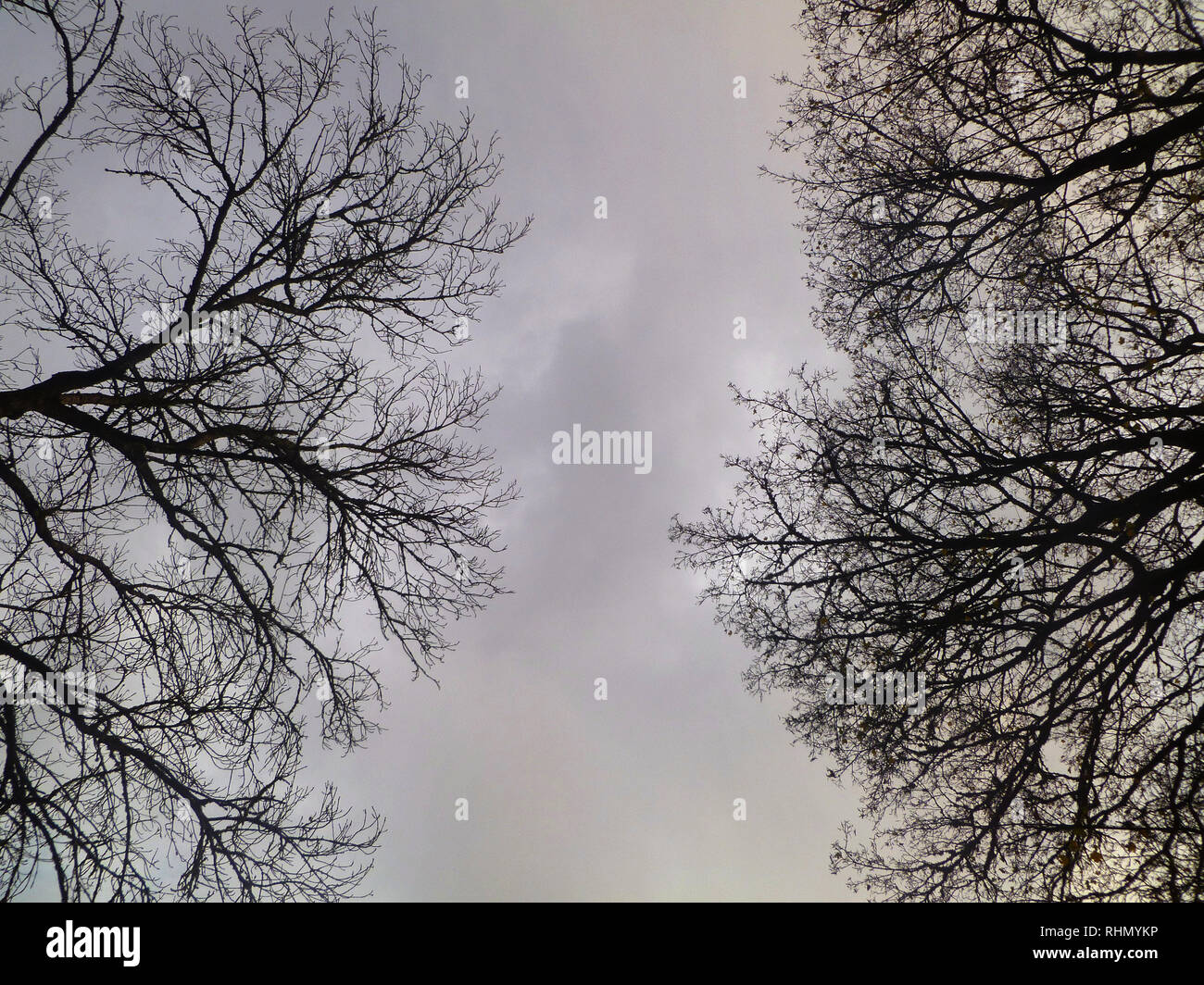 Silhouette Of Trees Branches Without Leaves. Autumn forest with trees ...