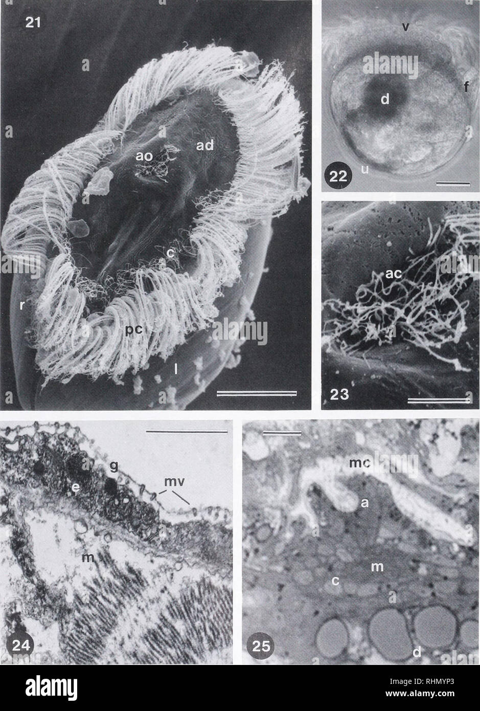 Cilia sem hi-res stock photography and images - Alamy