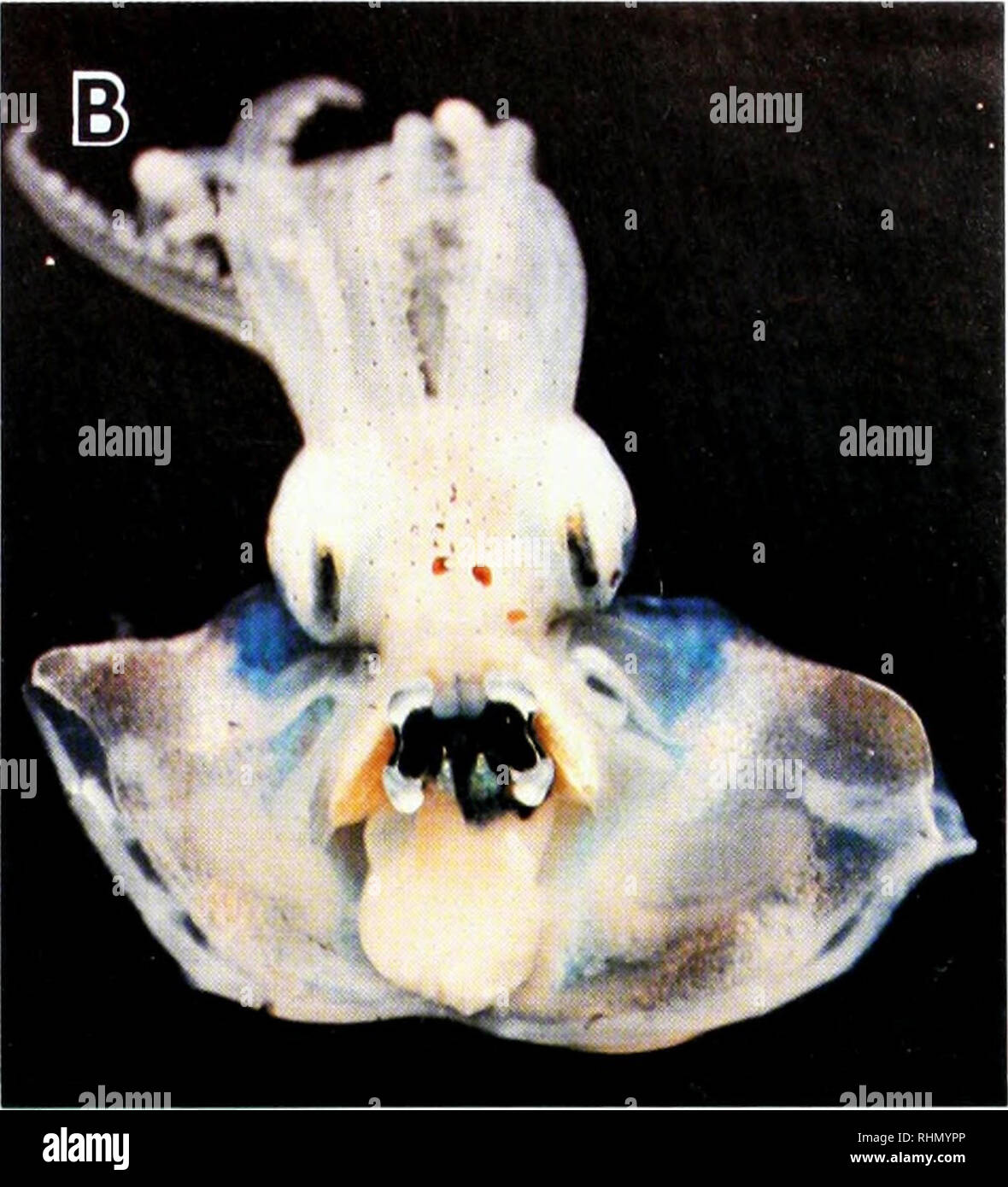 The Biological bulletin. Biology; Zoology; Biology; Marine Biology ...