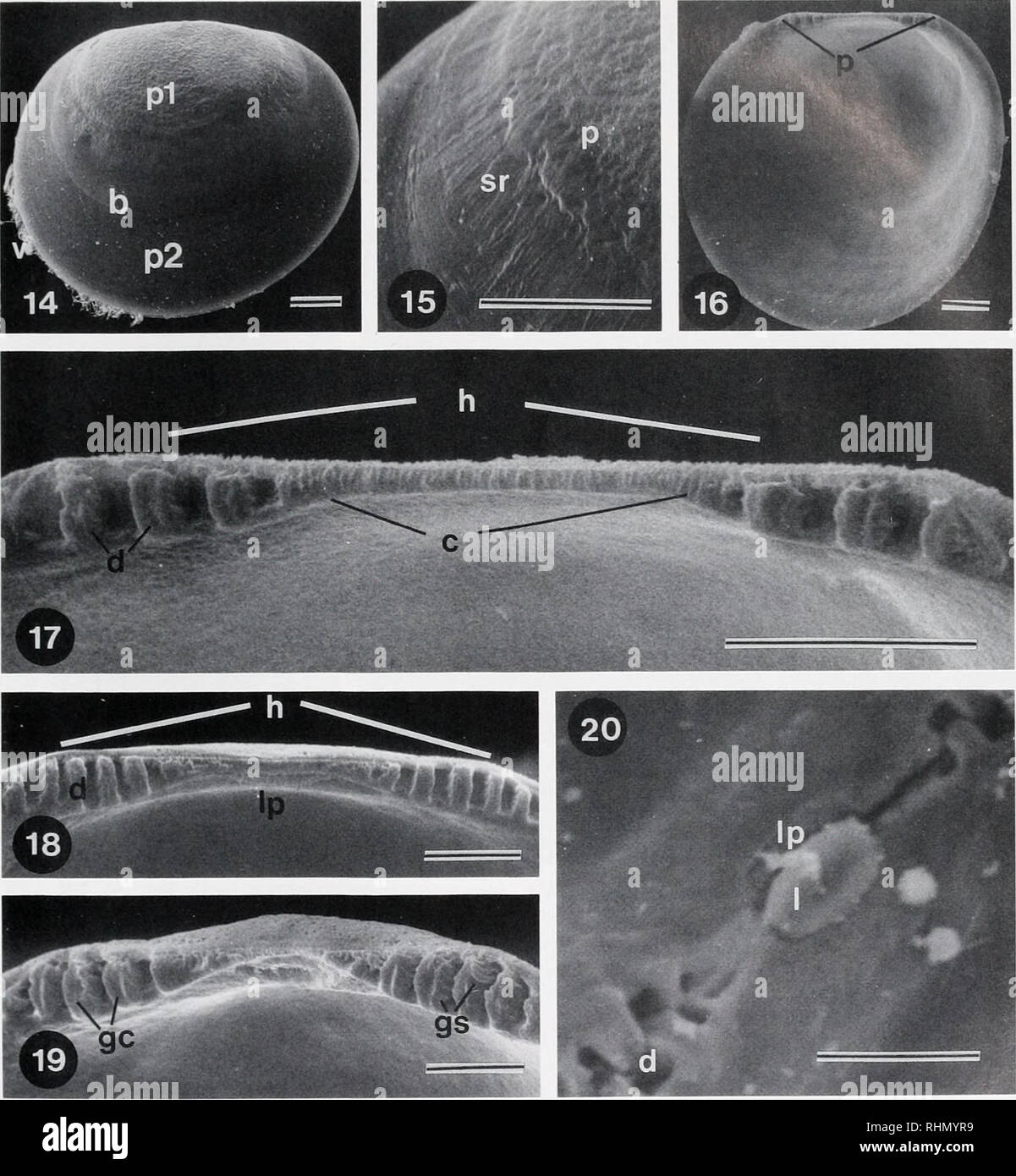 . The Biological bulletin. Biology; Zoology; Biology; Marine Biology ...