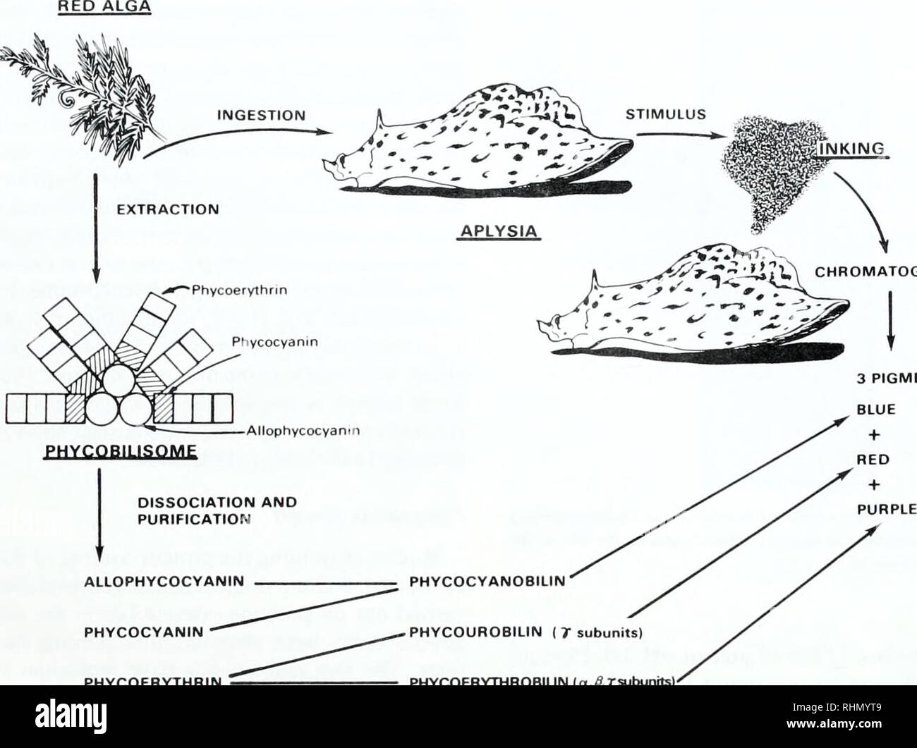R phycocyanin hi-res stock photography and images - Alamy