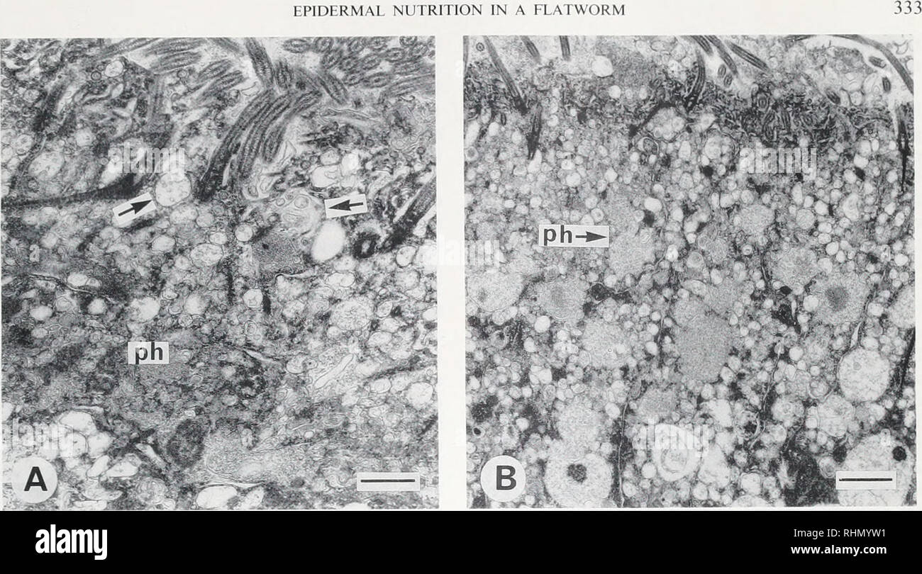 . The Biological bulletin. Biology; Zoology; Biology; Marine Biology ...
