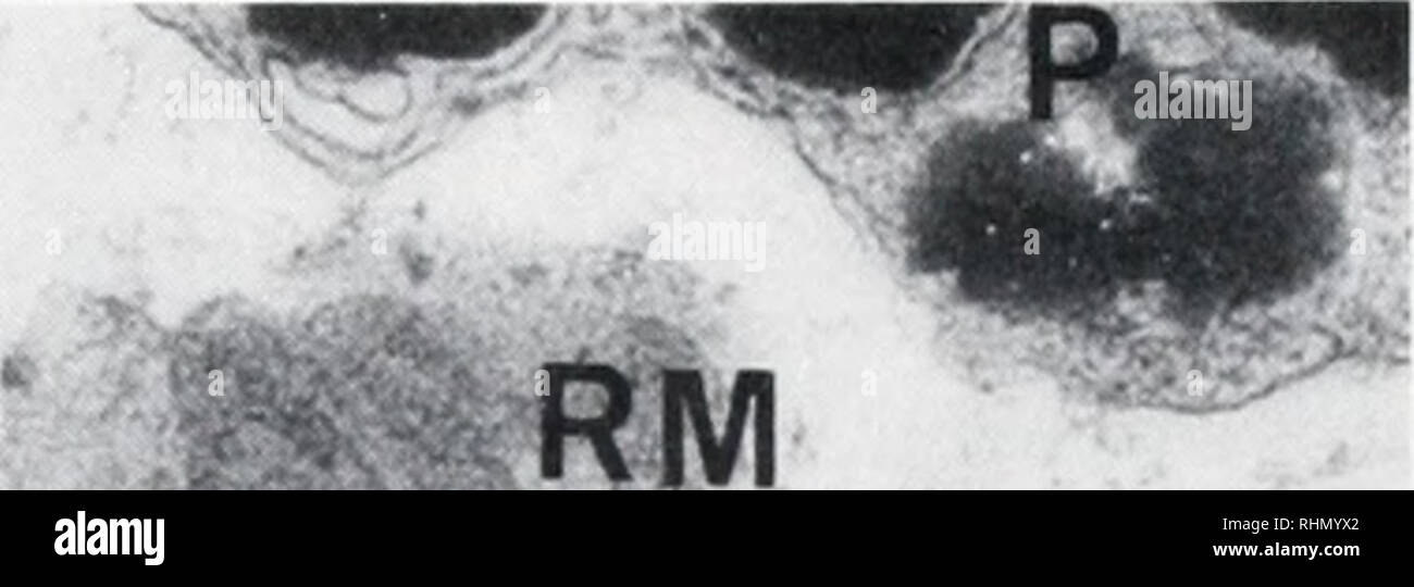 Photoreceptive cell hi-res stock photography and images - Alamy
