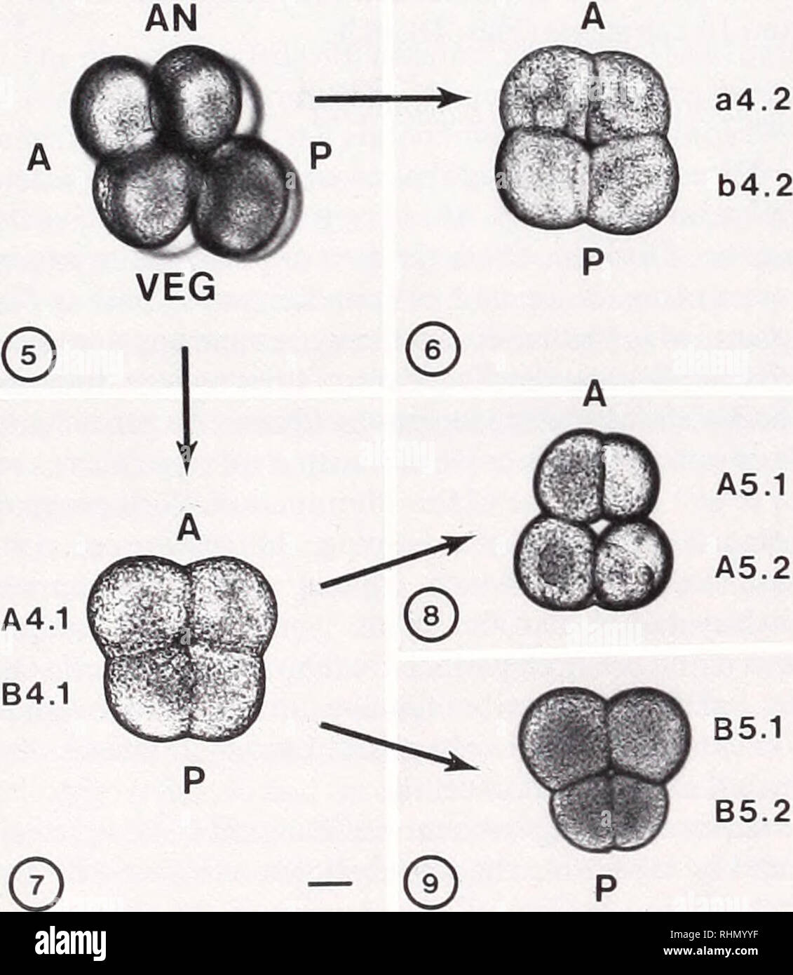 . The Biological bulletin. Biology; Zoology; Biology; Marine Biology ...