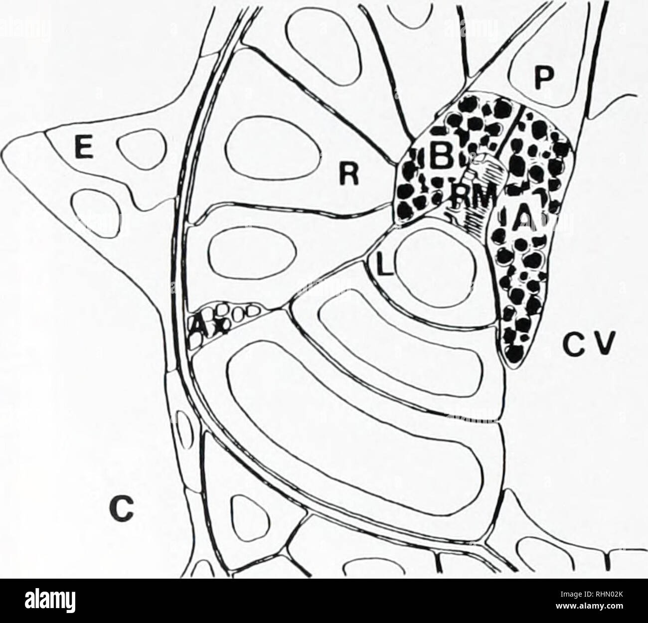 . The Biological bulletin. Biology; Zoology; Biology; Marine Biology. 1 ...
