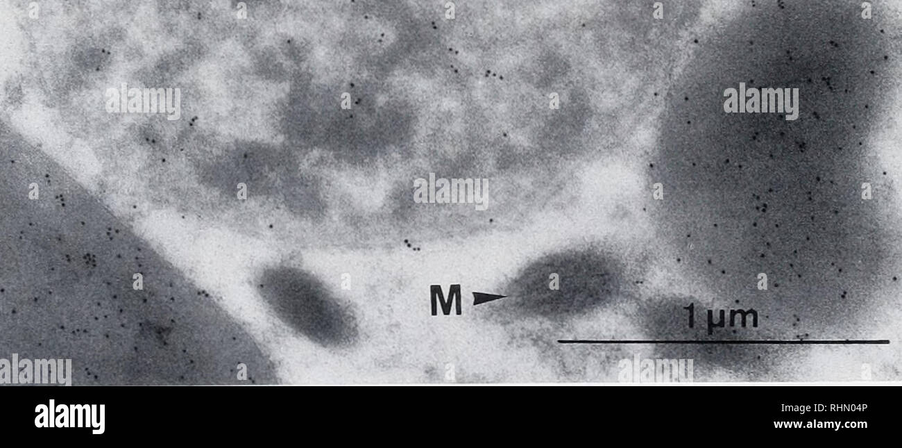 Coagulogen hi-res stock photography and images - Alamy