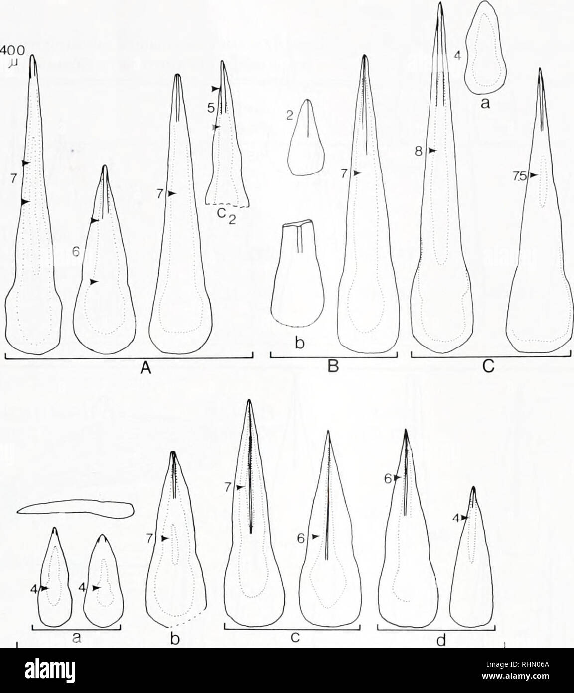 Aplacophora hi-res stock photography and images - Alamy