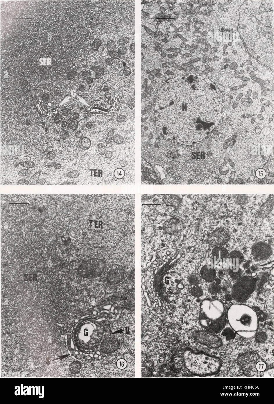 Cell aggregate hi-res stock photography and images - Alamy