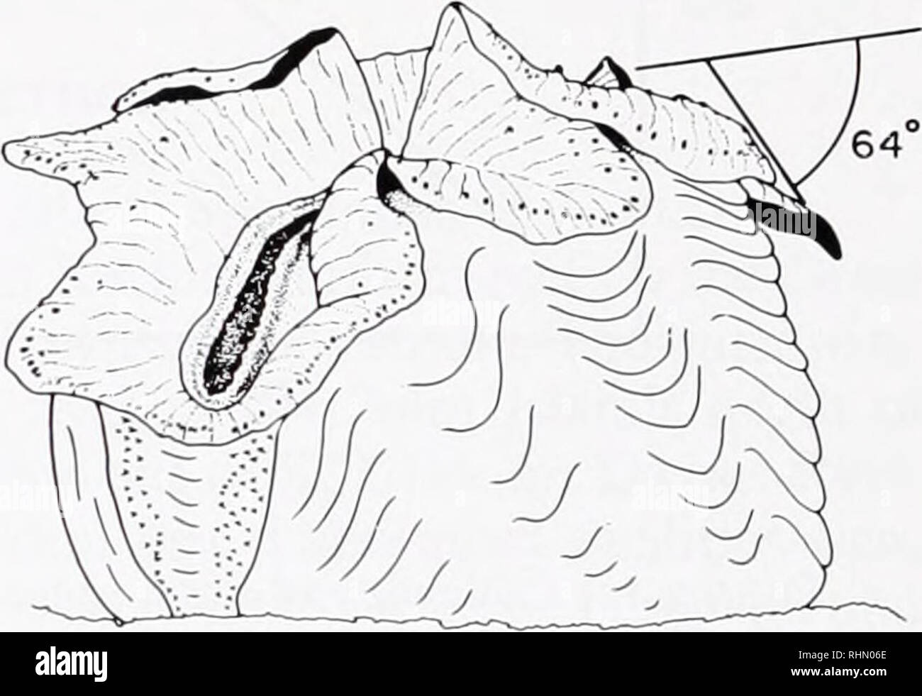 . The Biological bulletin. Biology; Zoology; Biology; Marine Biology ...