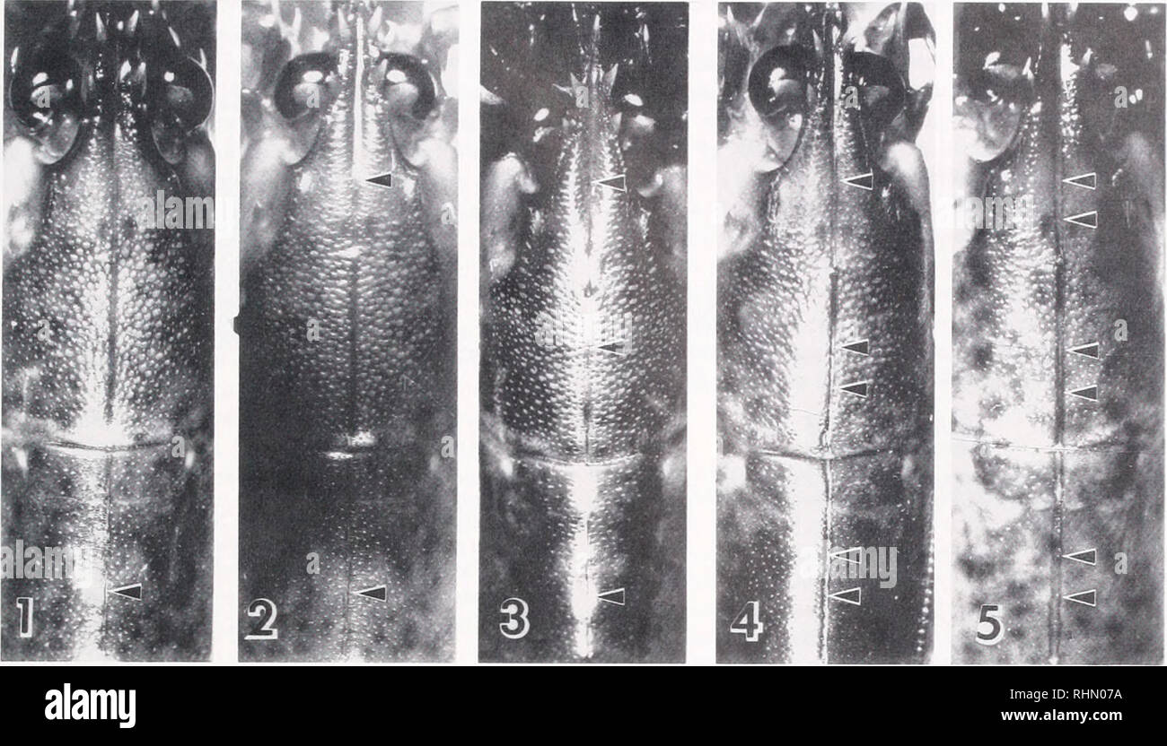 . The Biological bulletin. Biology; Zoology; Biology; Marine Biology ...