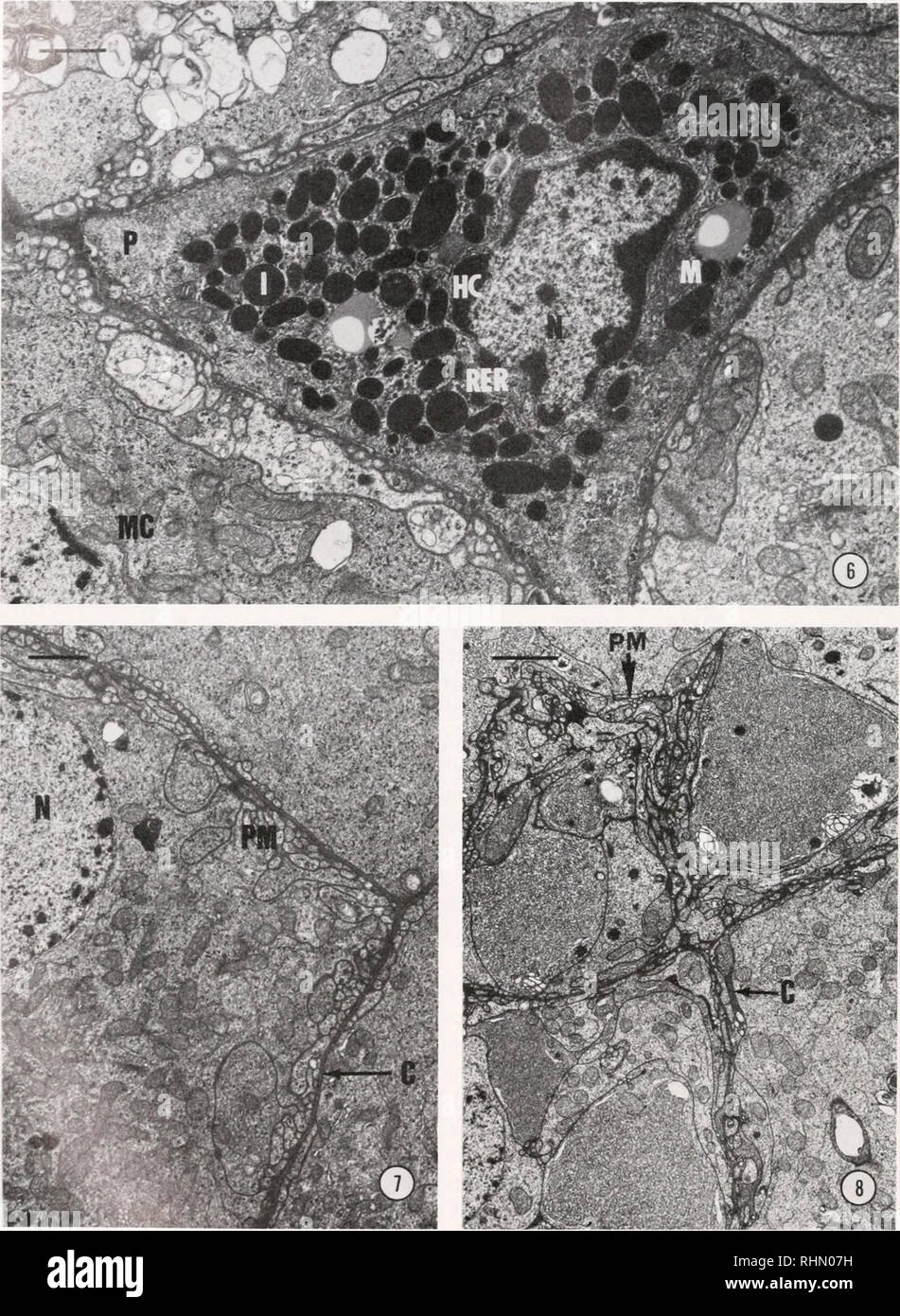 Endoplasmic reticulum micrograph hi-res stock photography and images ...