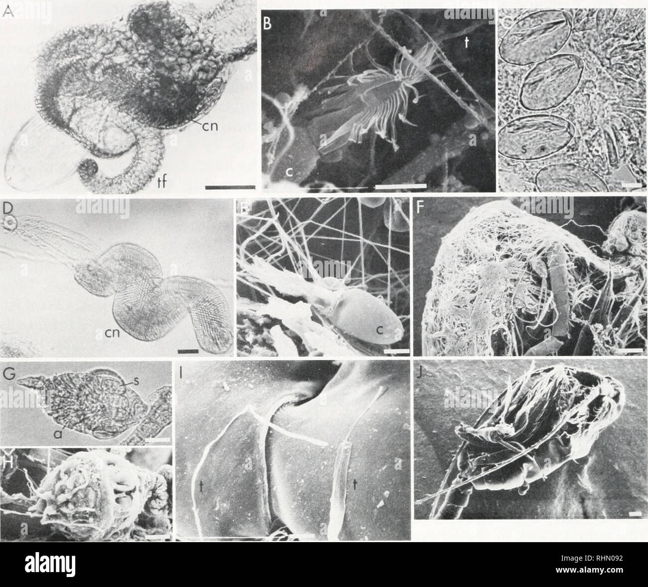 Forskalia edwardsi hi-res stock photography and images - Alamy