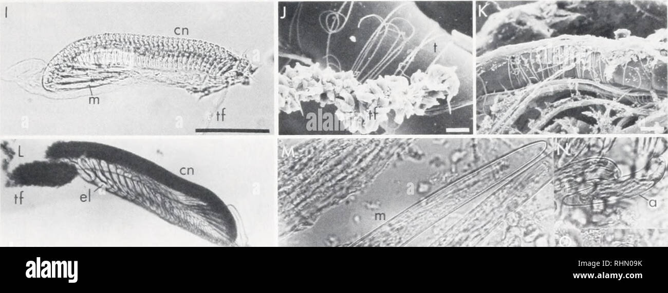 Abylopsis tetragona hi-res stock photography and images - Alamy