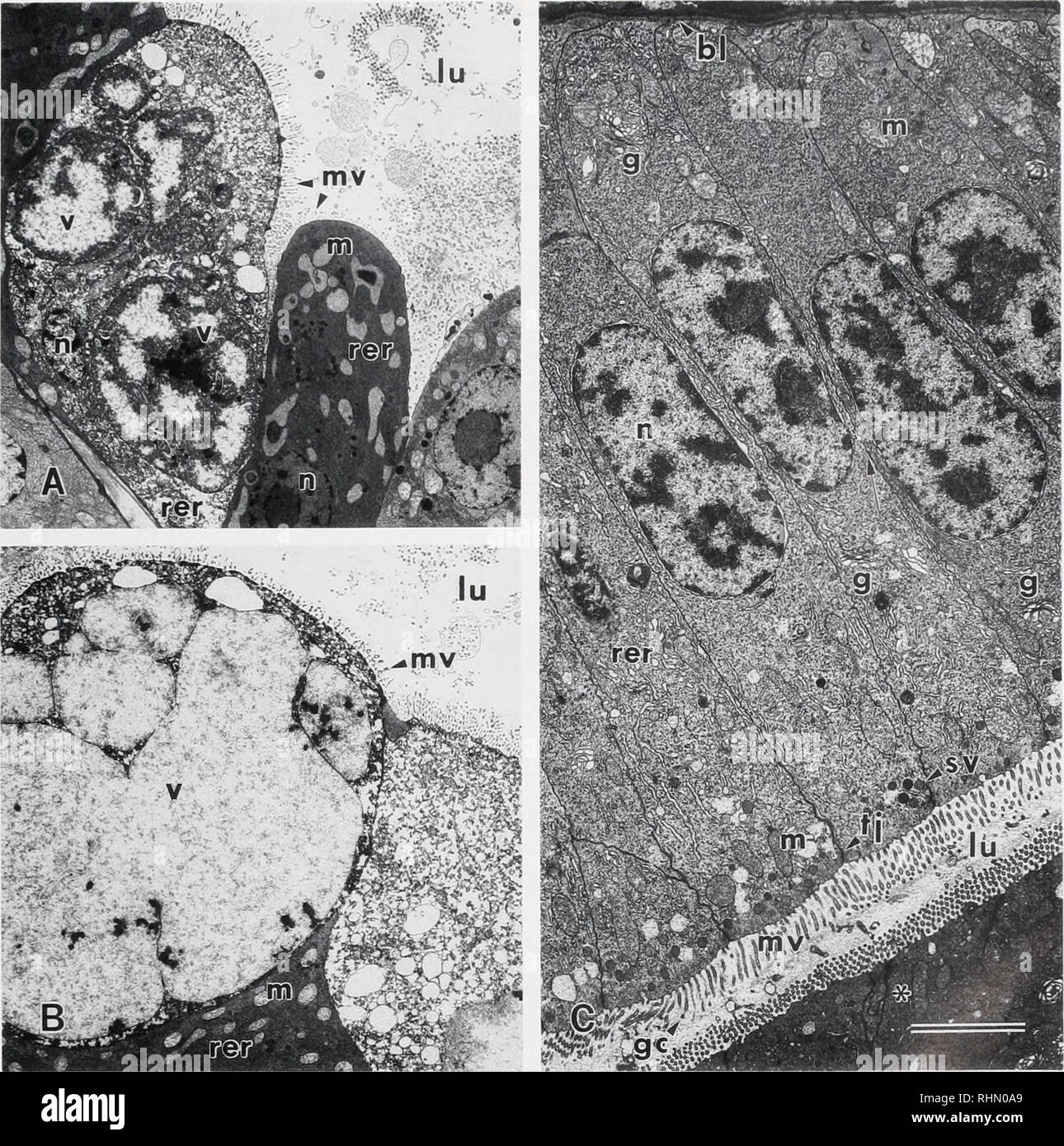 Secretory Vesicles Plant Cell