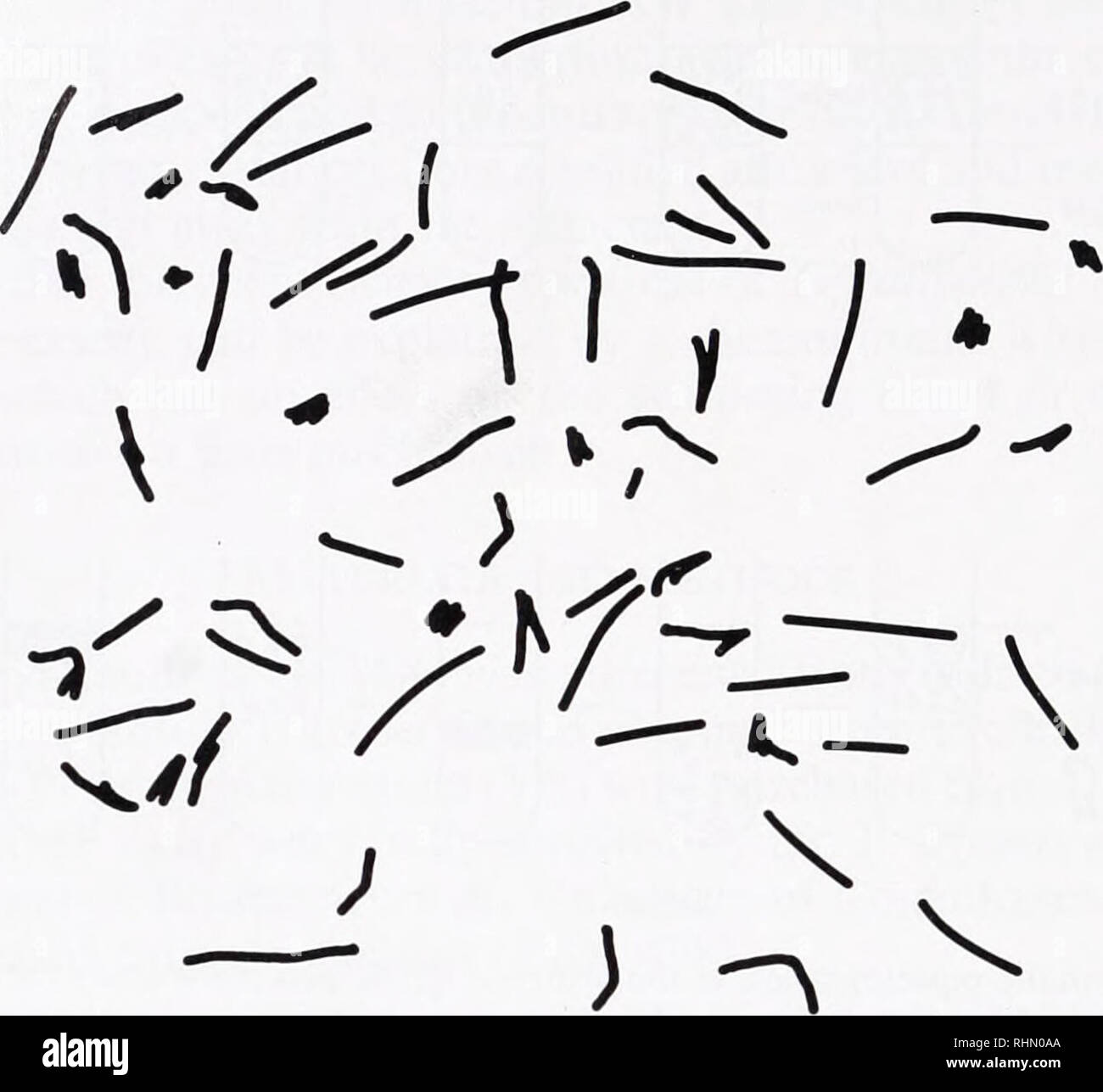 Tetrahymena pyriformis hi-res stock photography and images - Alamy