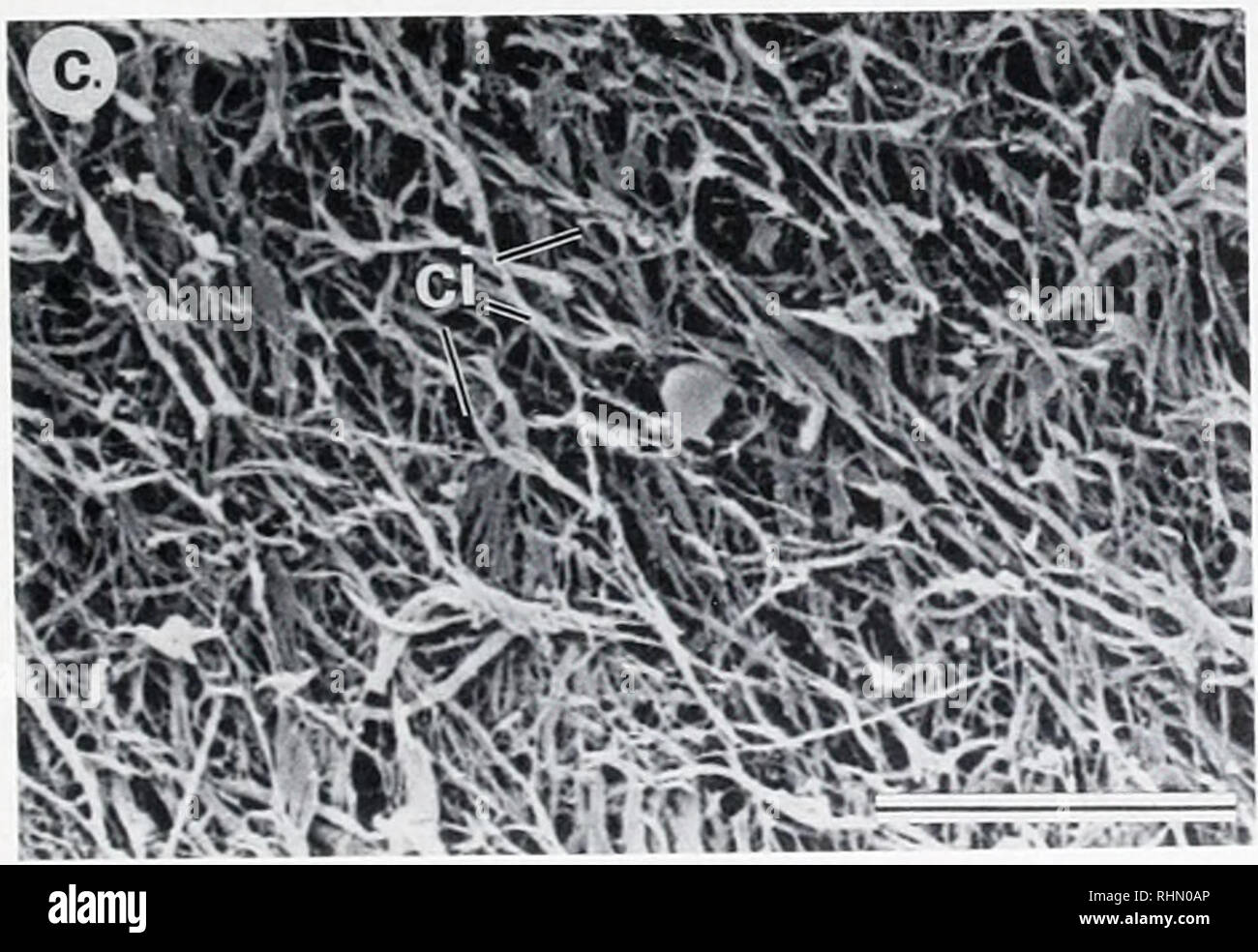 . The Biological bulletin. Biology; Zoology; Biology; Marine Biology ...