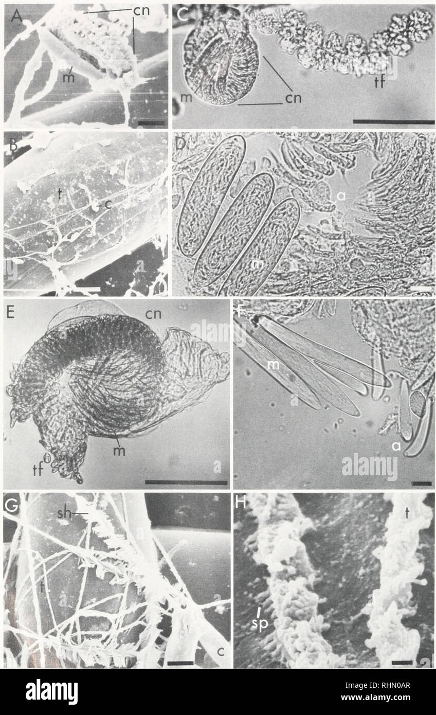 Sphae hi-res stock photography and images - Alamy