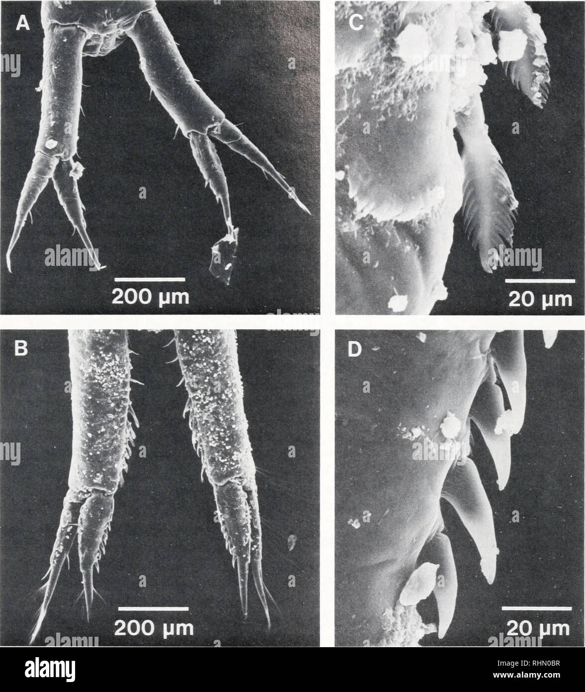 . The Biological bulletin. Biology; Zoology; Biology; Marine Biology ...