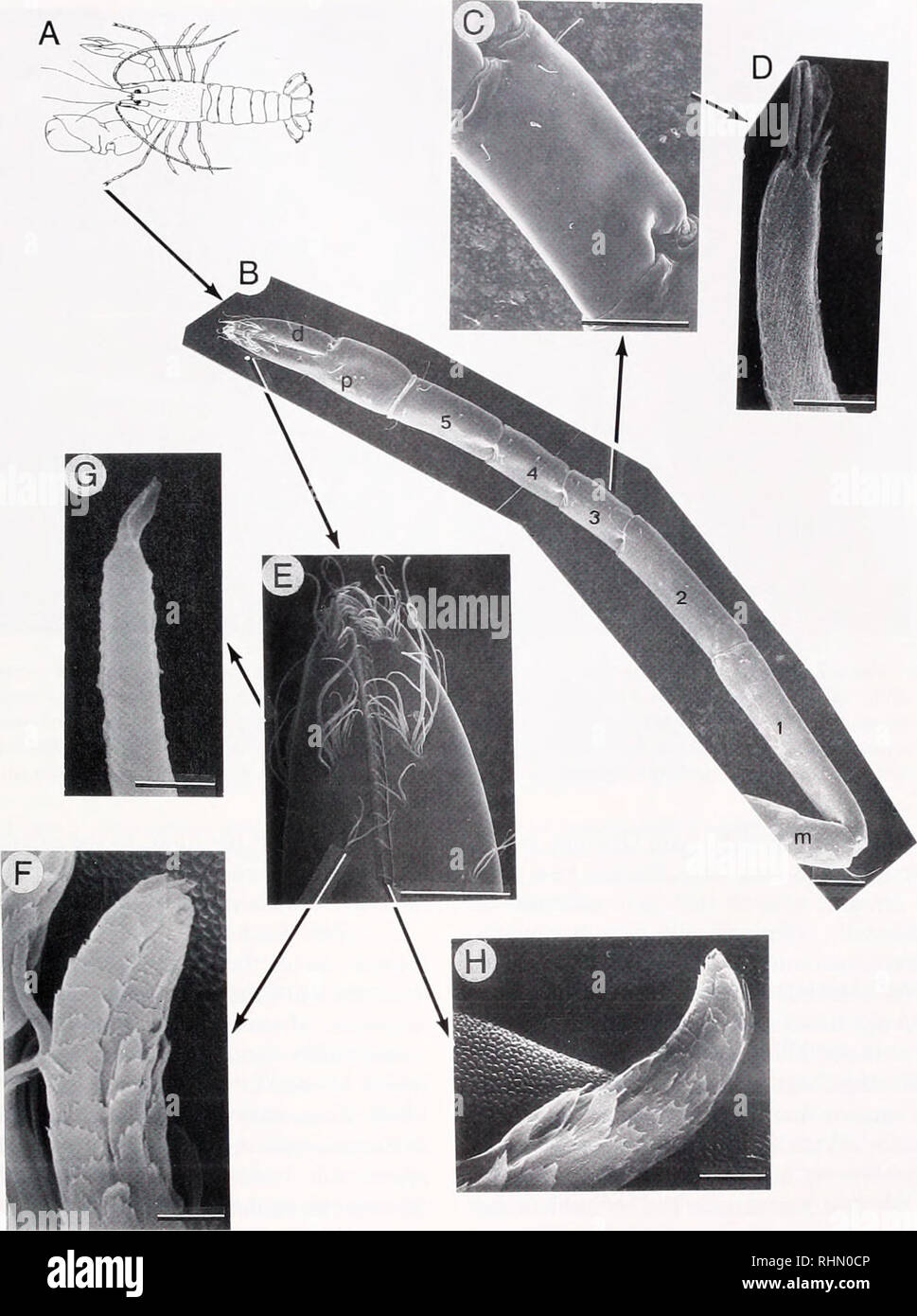 . The Biological bulletin. Biology; Zoology; Biology; Marine Biology ...