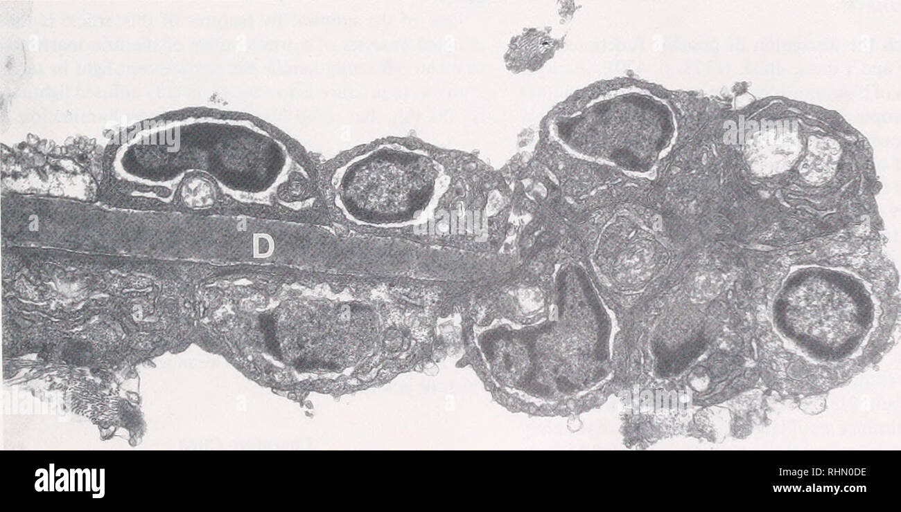. The Biological bulletin. Biology; Zoology; Biology; Marine Biology ...