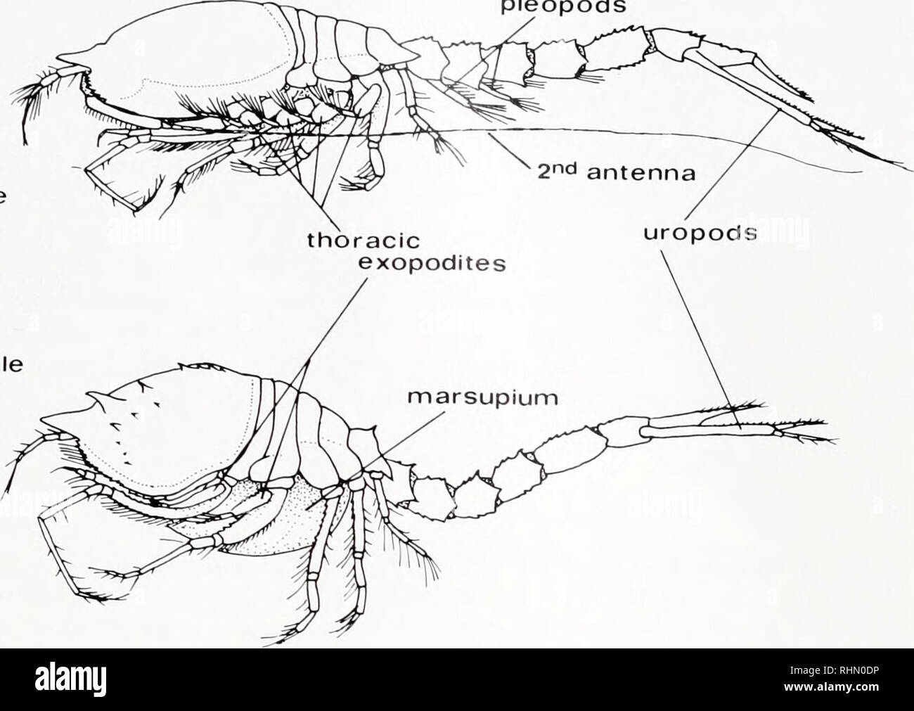 . The Biological bulletin. Biology; Zoology; Biology; Marine Biology ...