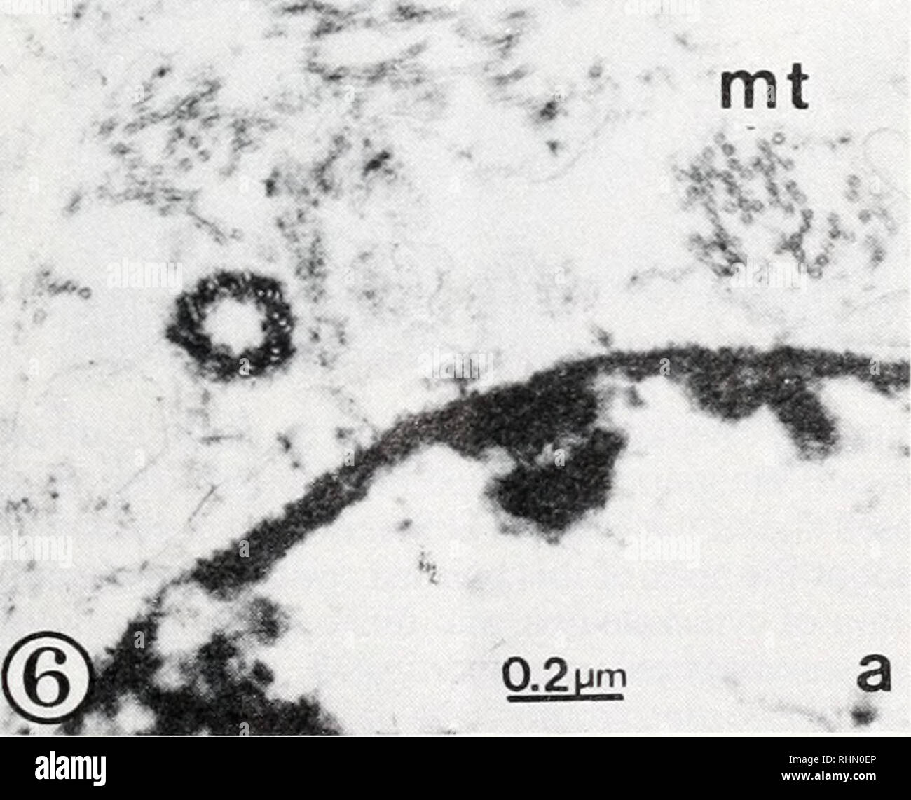 . The Biological bulletin. Biology; Zoology; Biology; Marine Biology. 0 ...