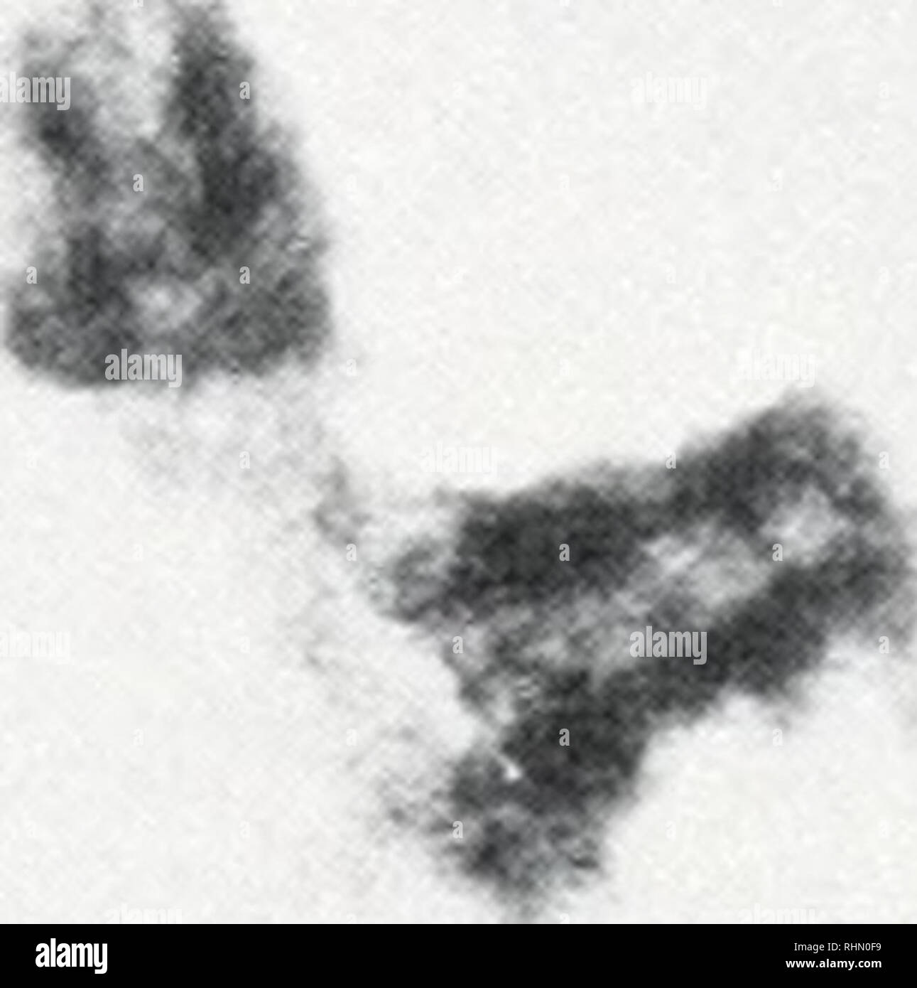 . The Biological bulletin. Biology; Zoology; Biology; Marine Biology. 0 ...