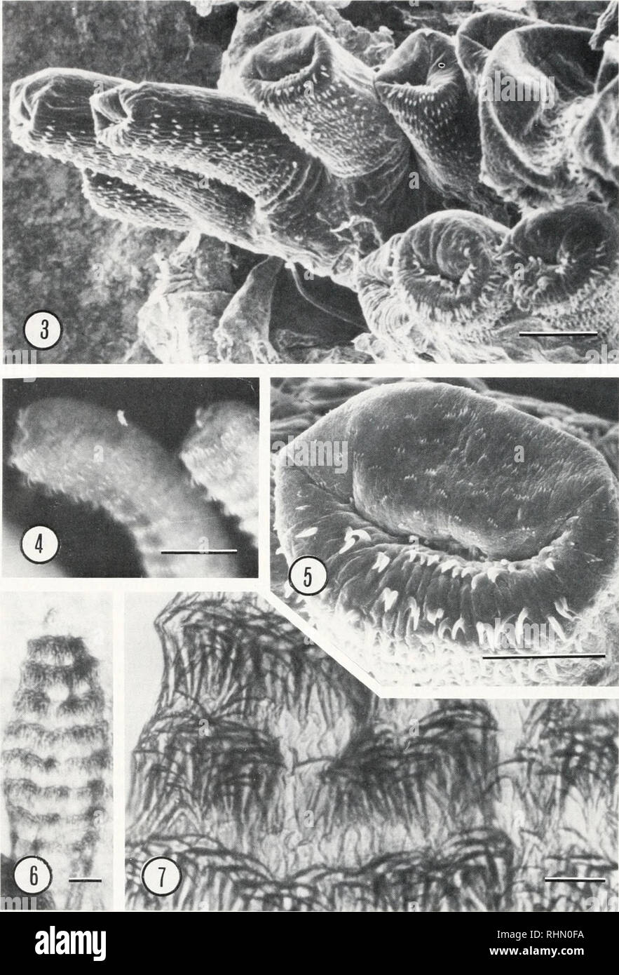 . The Biological bulletin. Biology; Zoology; Biology; Marine Biology ...