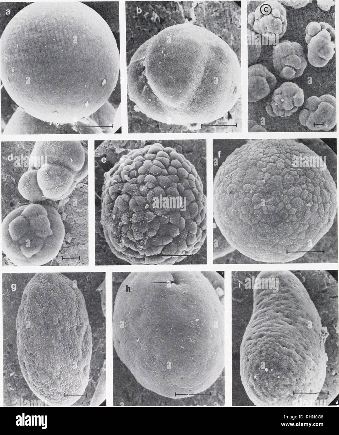 Aurelia Planula Larva