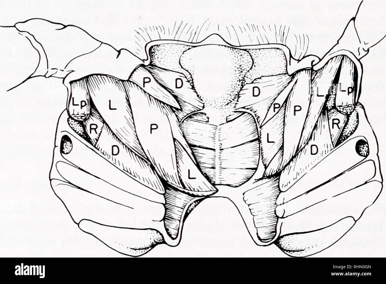 . The Biological bulletin. Biology; Zoology; Biology; Marine Biology. 1 ...