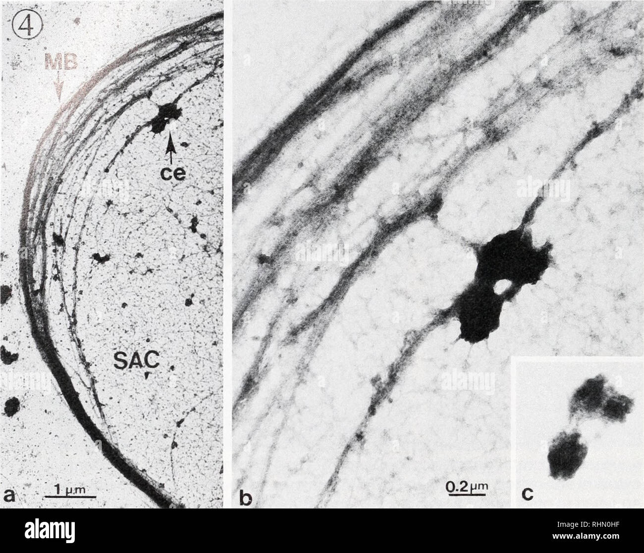 Tem cell membrane hi-res stock photography and images - Alamy