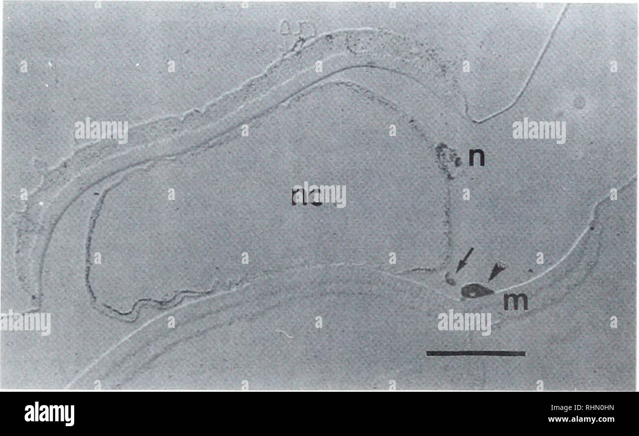 . The Biological bulletin. Biology; Zoology; Biology; Marine Biology ...